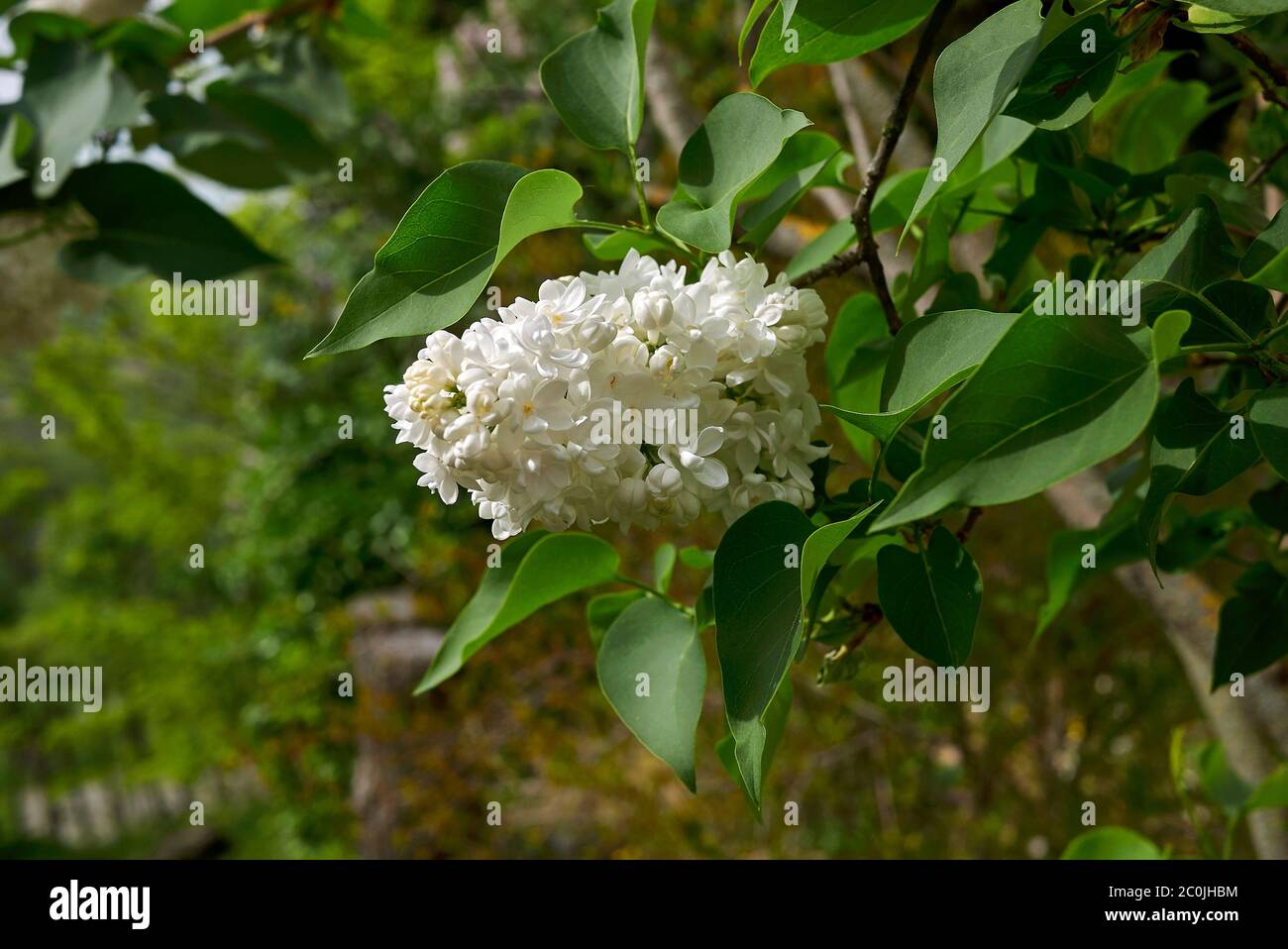 Closeup lilac inflorescence syringa vulgaris hi-res stock photography ...