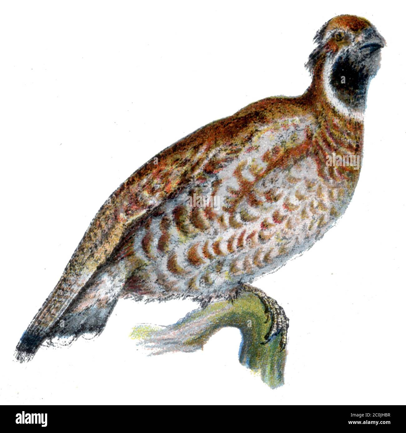 Tetrastes bonasia drawing hi-res stock photography and images - Alamy