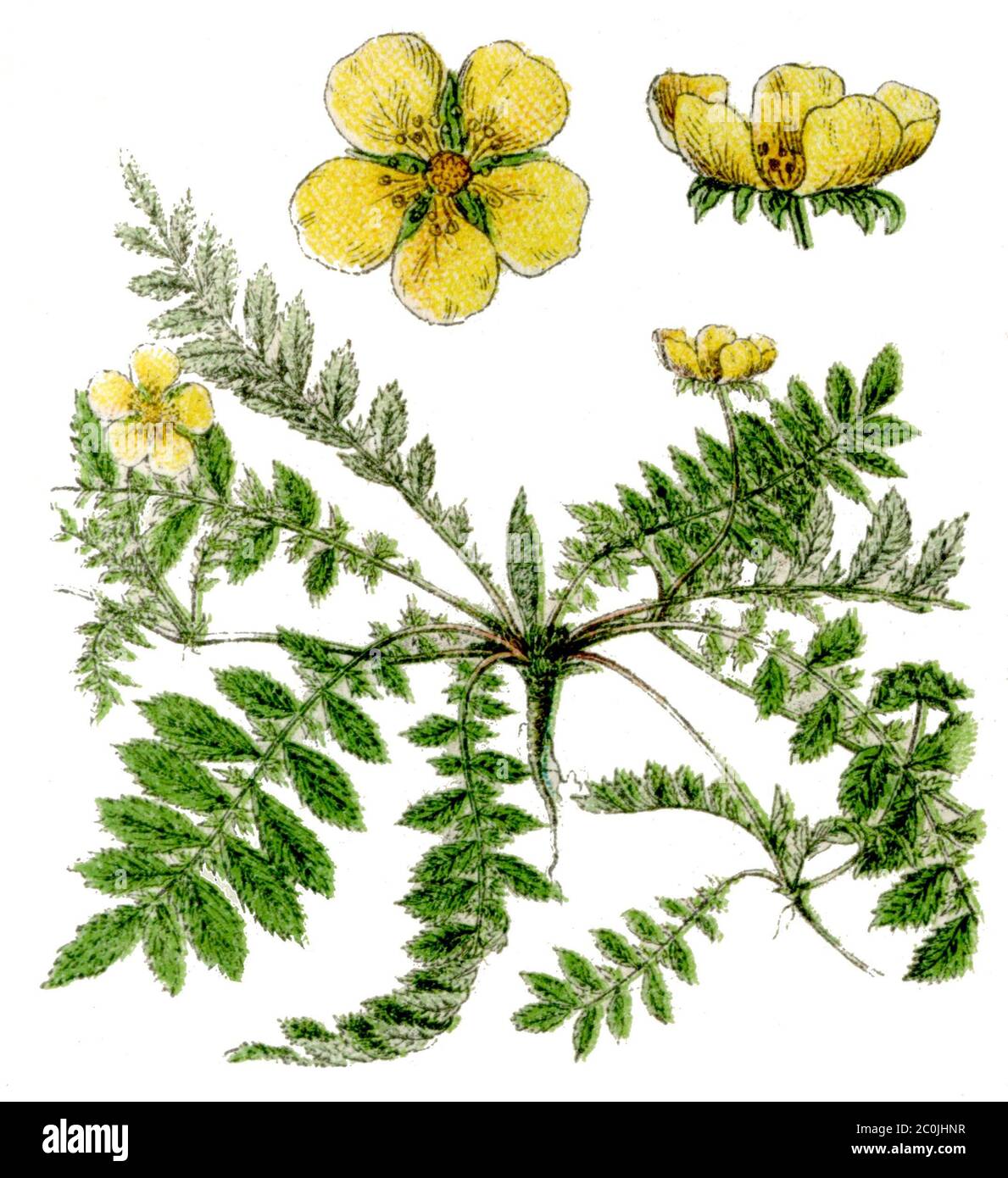 common silverweed or silver cinquefoil / Potentilla anserina Syn ...