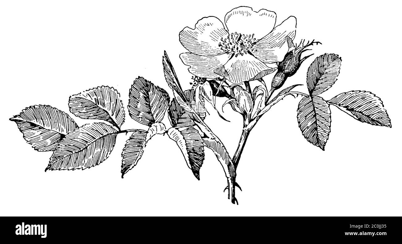 dog rose / Rosa canina / Hundsrose (botany book, 1909 Stock Photo - Alamy