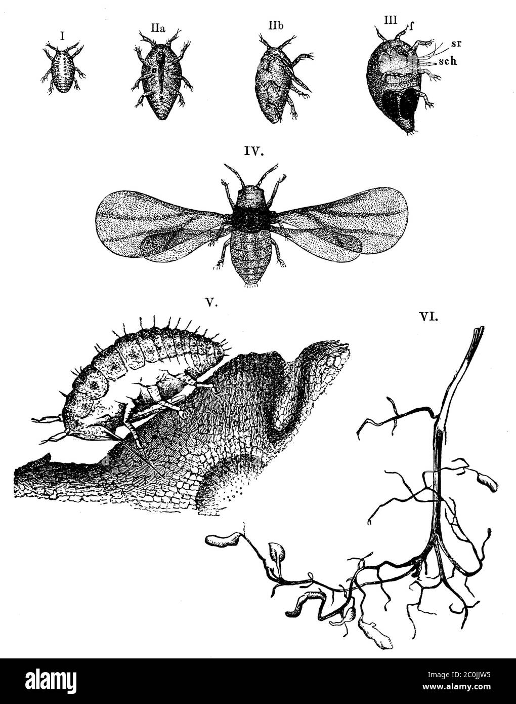 Phylloxera insect Cut Out Stock Images & Pictures - Alamy