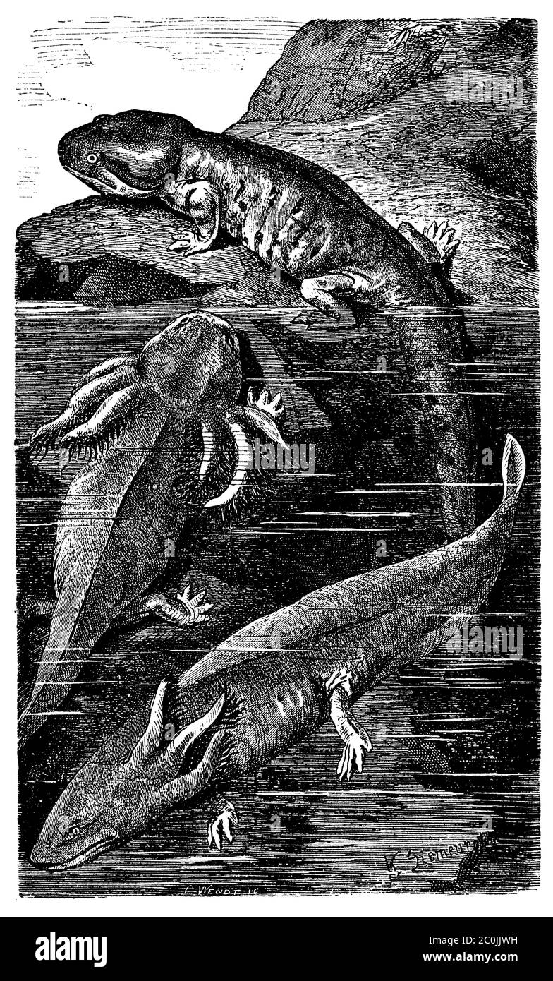 axolotl / Ambystoma mexicanum / Axolotl (encyclopedia, 1893 Stock Photo ...