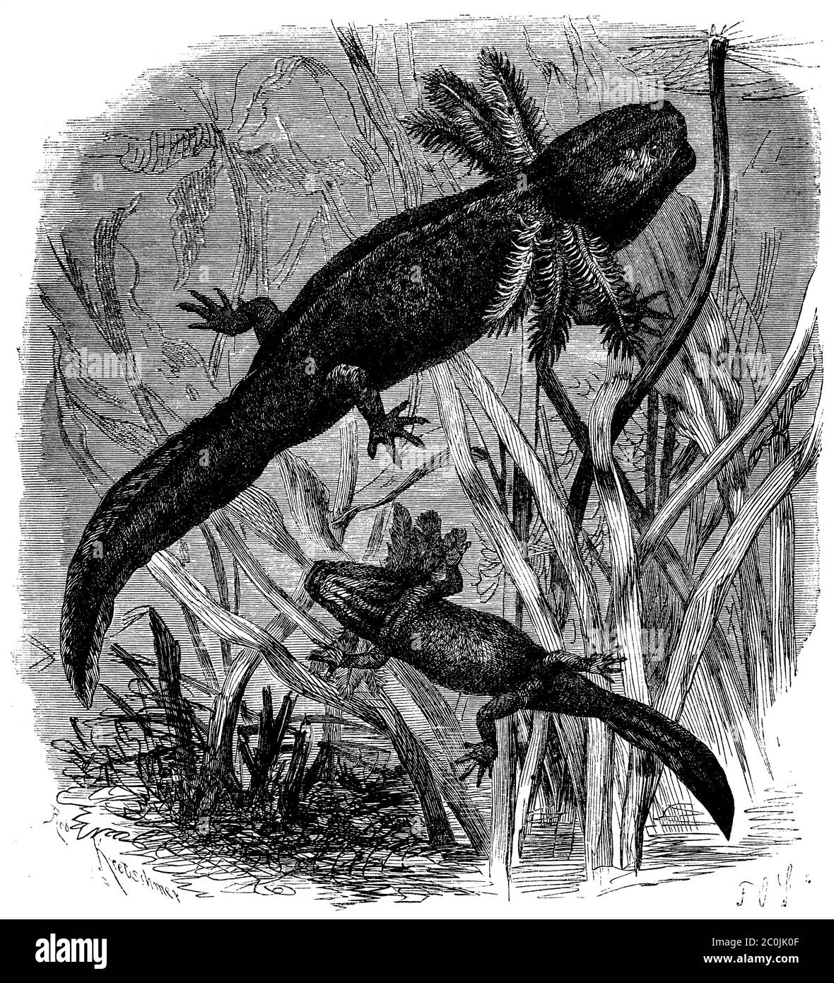 axolotl / Ambystoma mexicanum / Axolotl (zoology book, 1872 Stock Photo ...