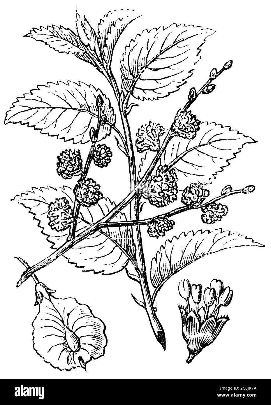 field elm / Ulmus minor / Feldulme (encyclopedia, 1893 Stock Photo - Alamy