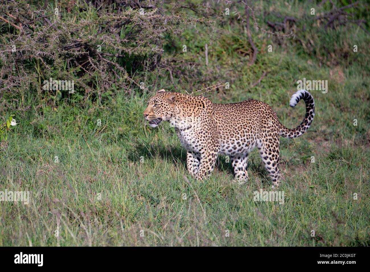 Side profile view of a leopard standing and watching in the sunlight in ...