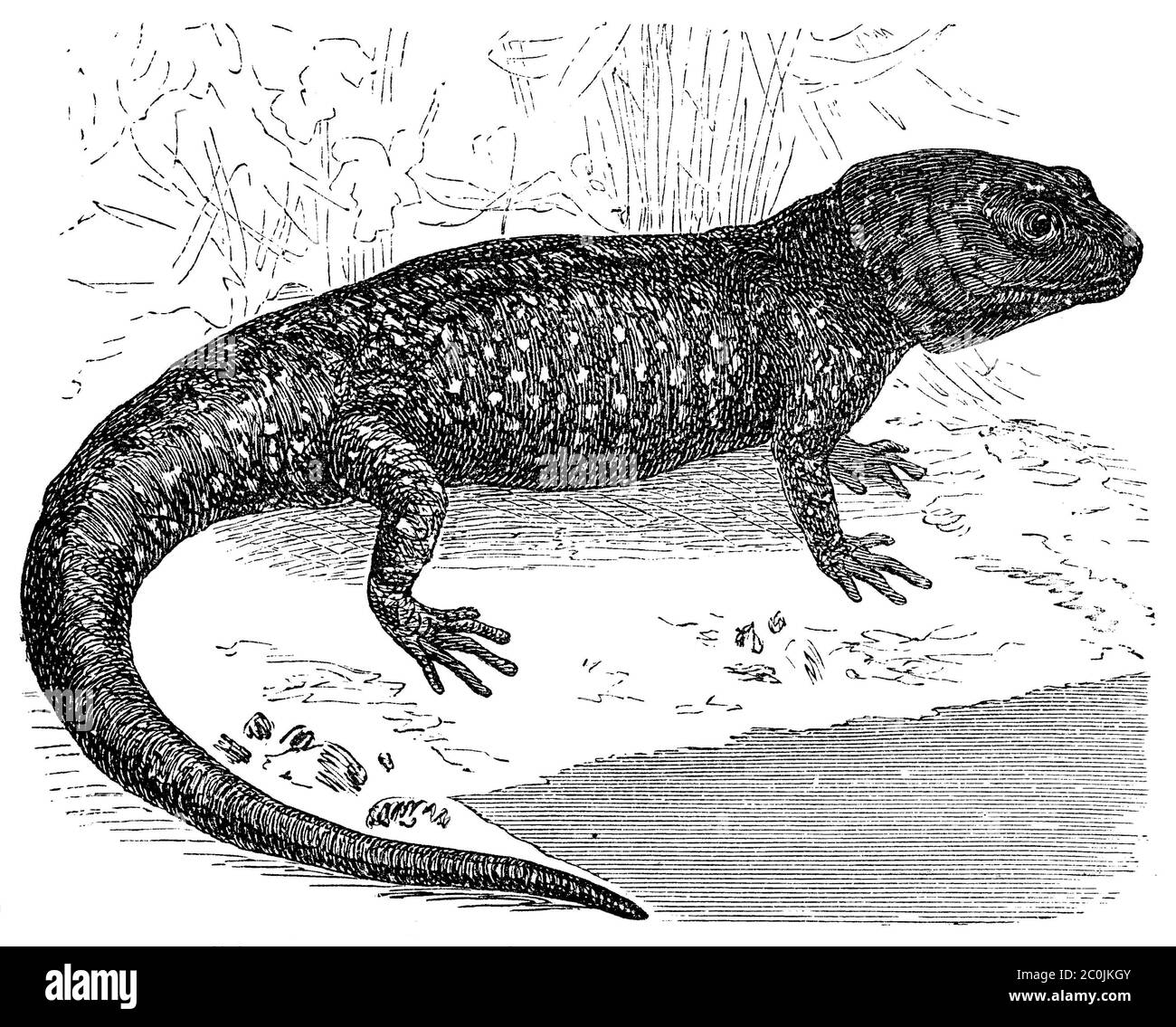 axolotl / Ambystoma mexicanum / Axolotl Stock Photo - Alamy