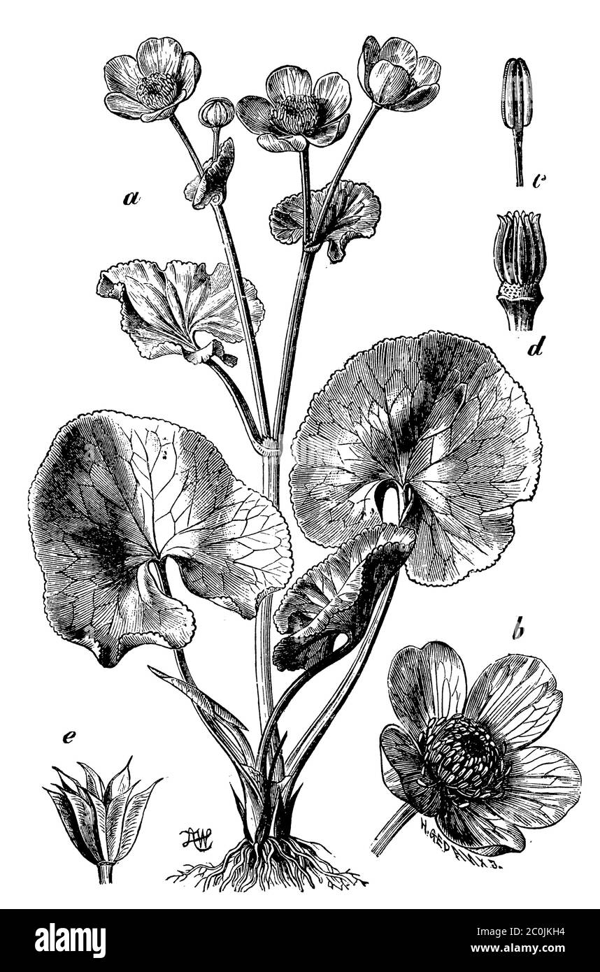 Marsh marigold illustration Black and White Stock Photos & Images - Alamy