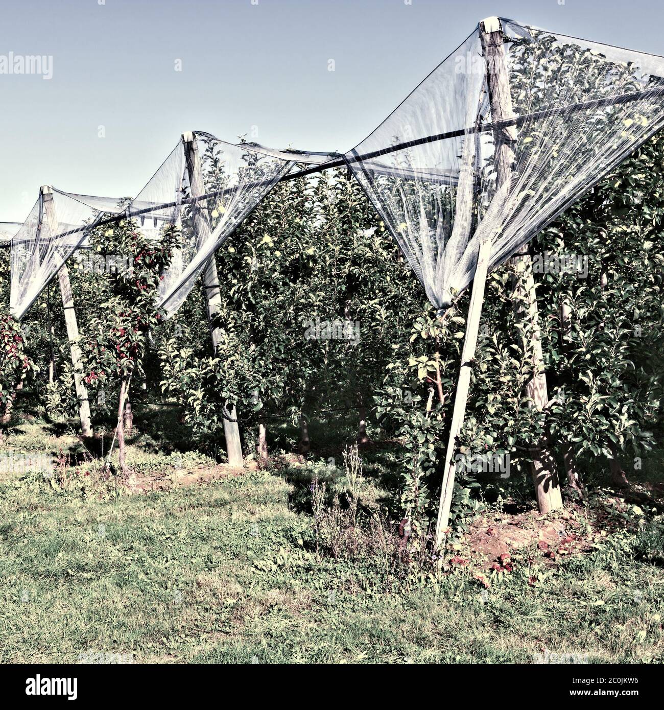 Square growing trees hi-res stock photography and images - Alamy