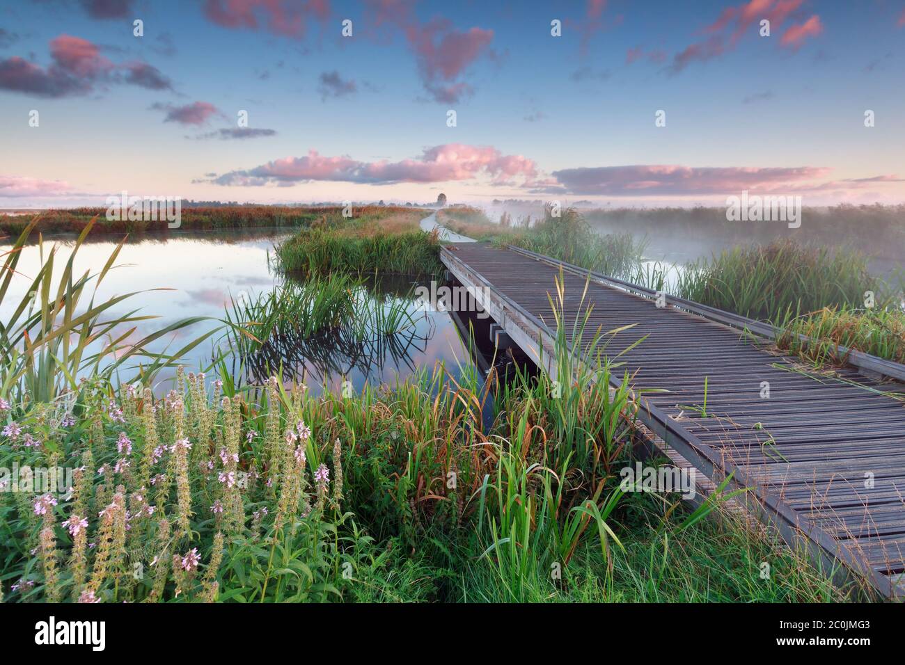 Swamp water path hi-res stock photography and images - Alamy