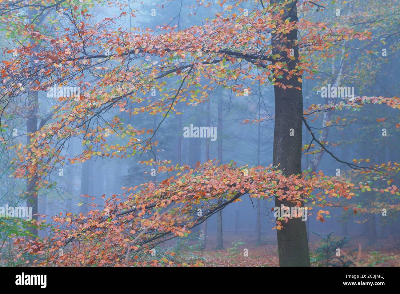 colorful beech tree in autumn forest Stock Photo - Alamy