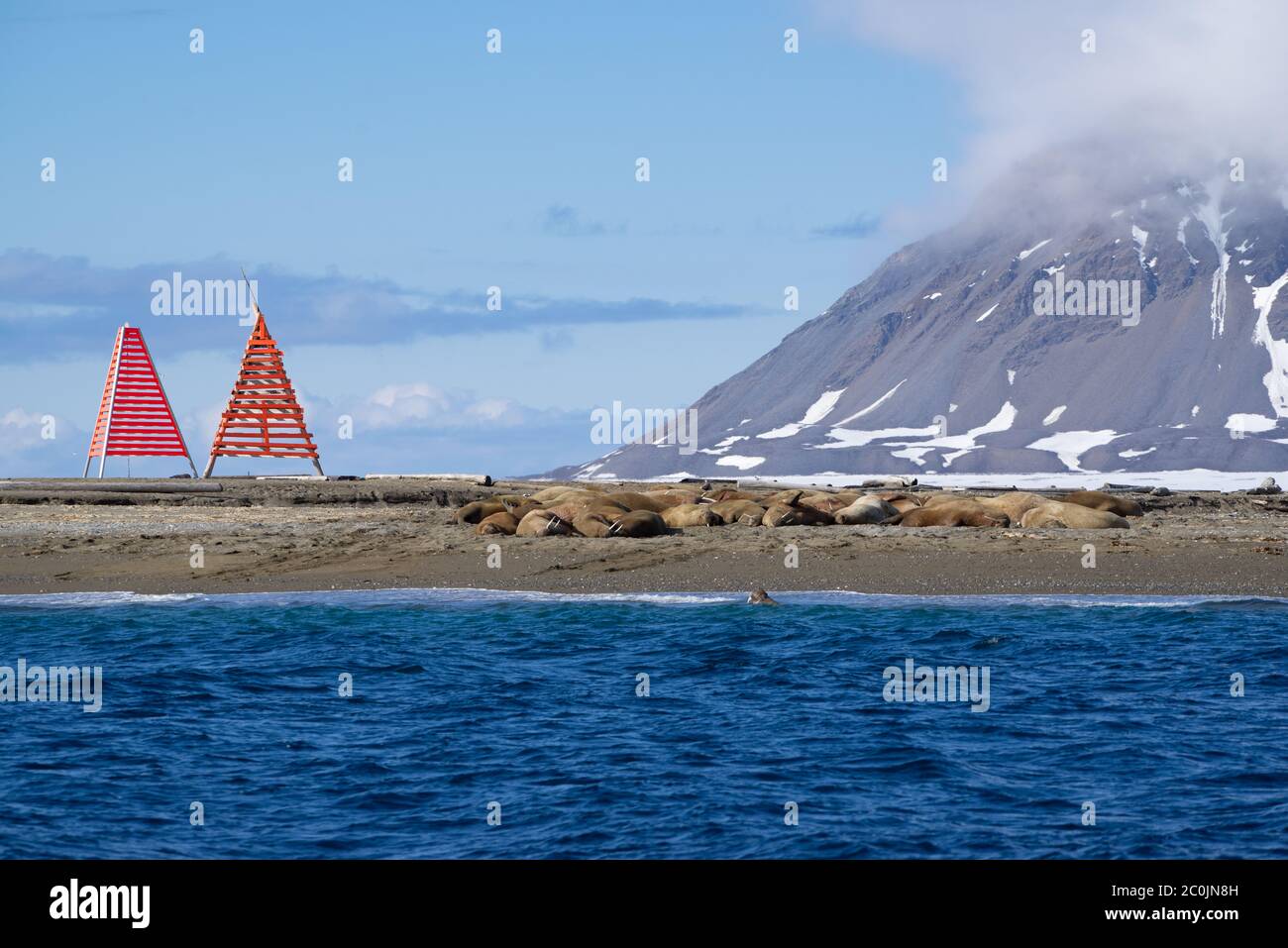 Walrus colony at "Polepynten" lying on a beach. Orange landmarks ...