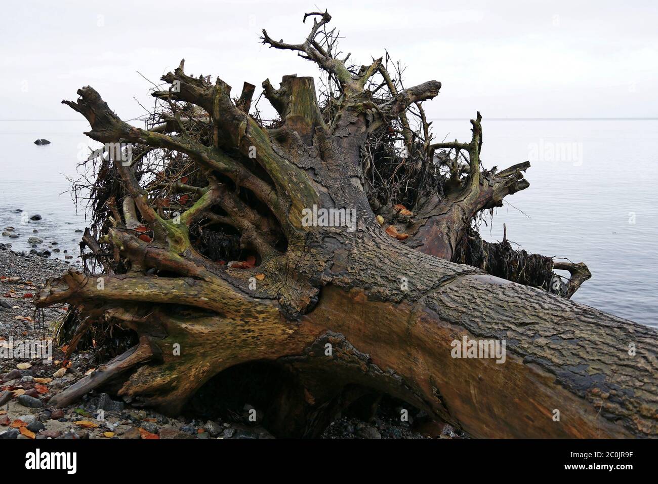 a wet tree trunk uprooted on the beach in the water on a dull day Stock ...