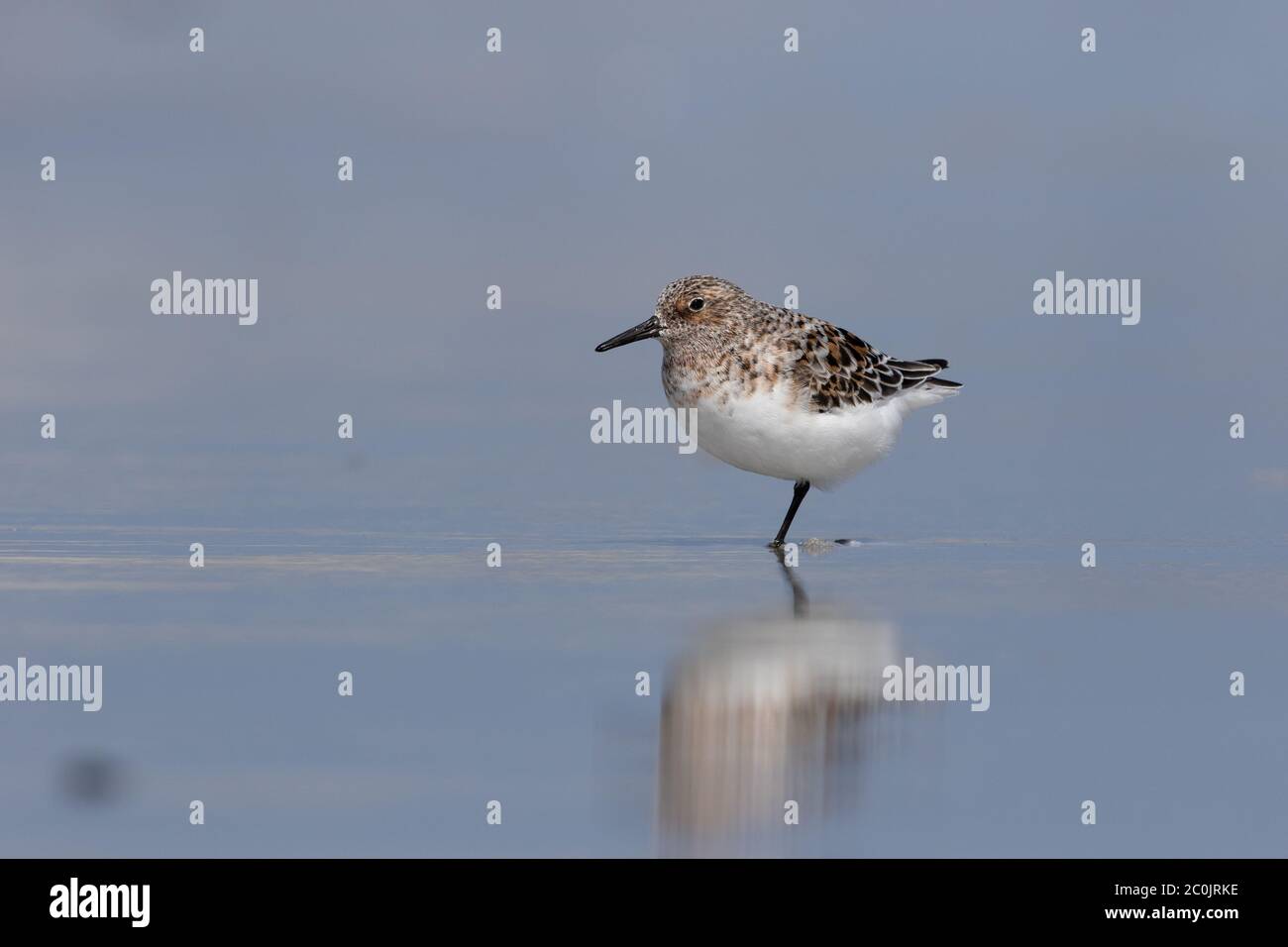 Plump little birds hi-res stock photography and images - Alamy