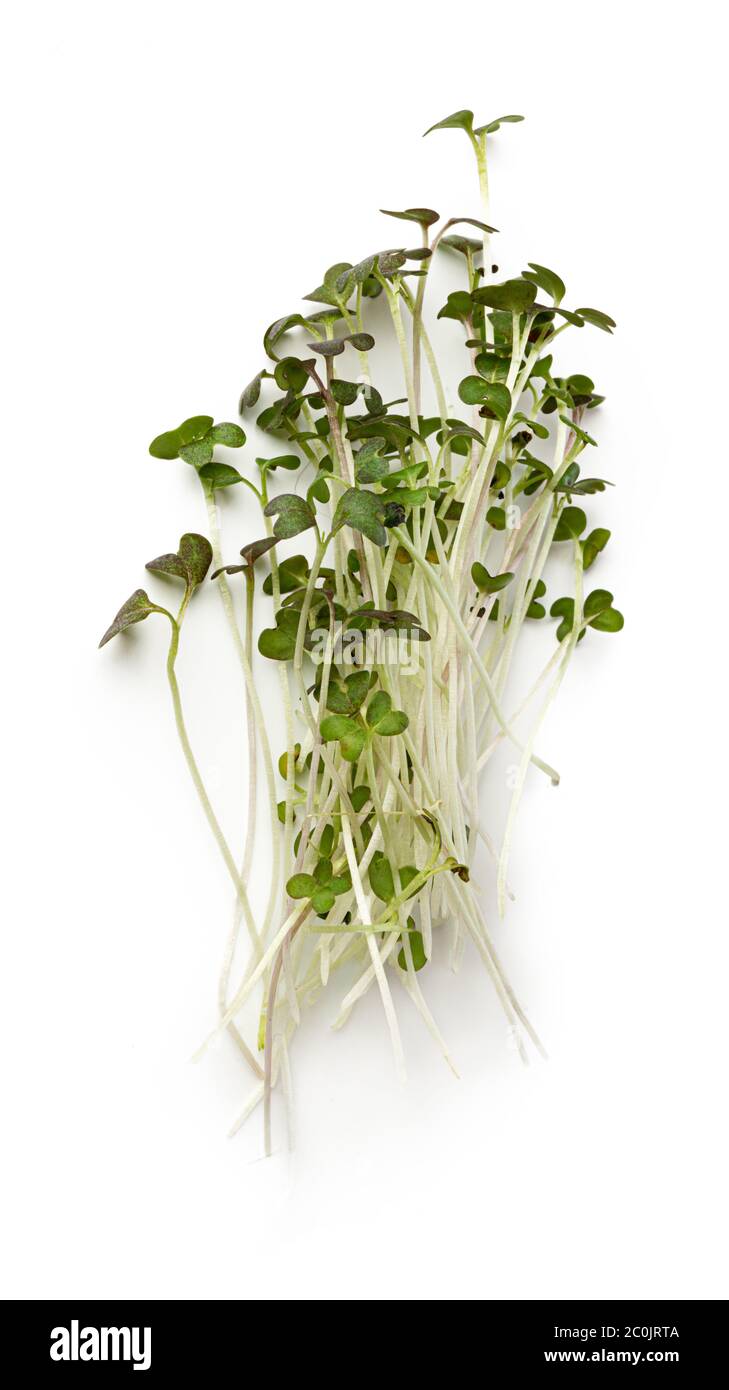 Bunch of micro green sprouts isolated on white background Stock Photo ...