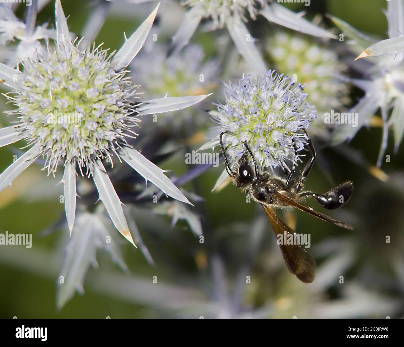 Grass-carrying wasp 'Isodontia mexicana' Stock Photo - Alamy
