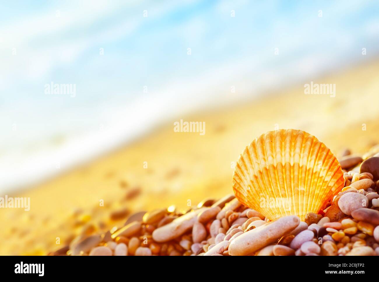 shell on the beach Stock Photo - Alamy