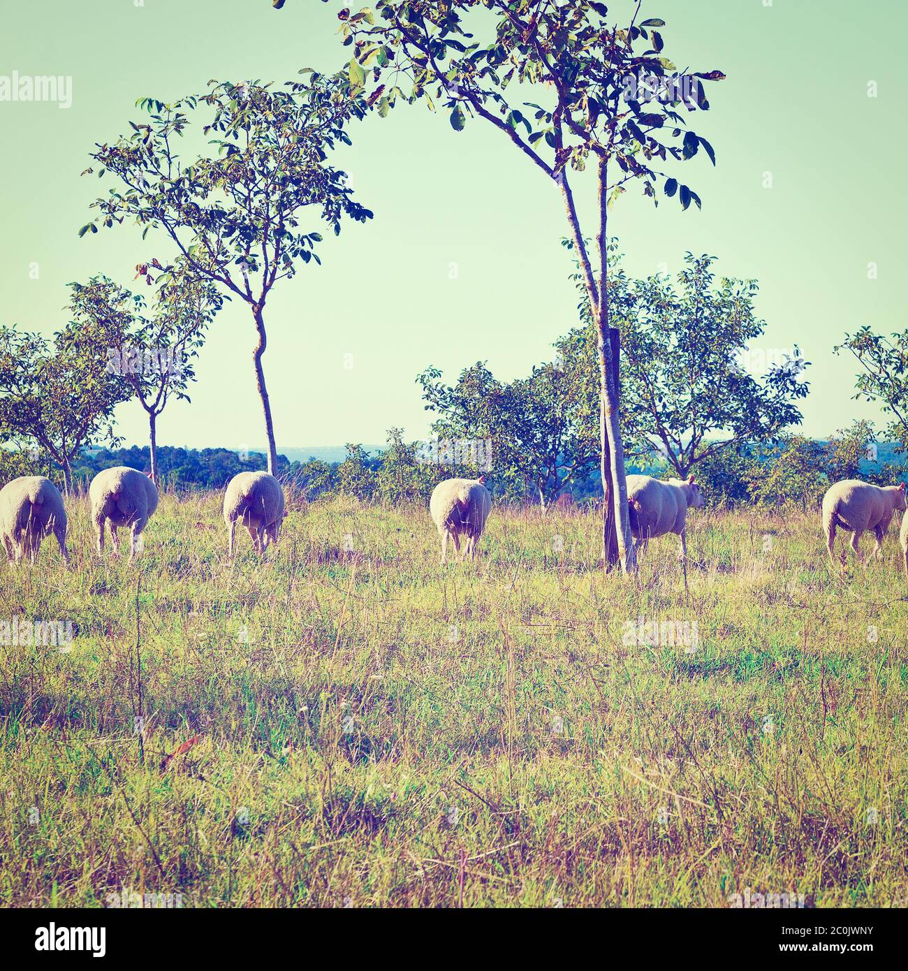 French breed of sheep hi-res stock photography and images - Alamy