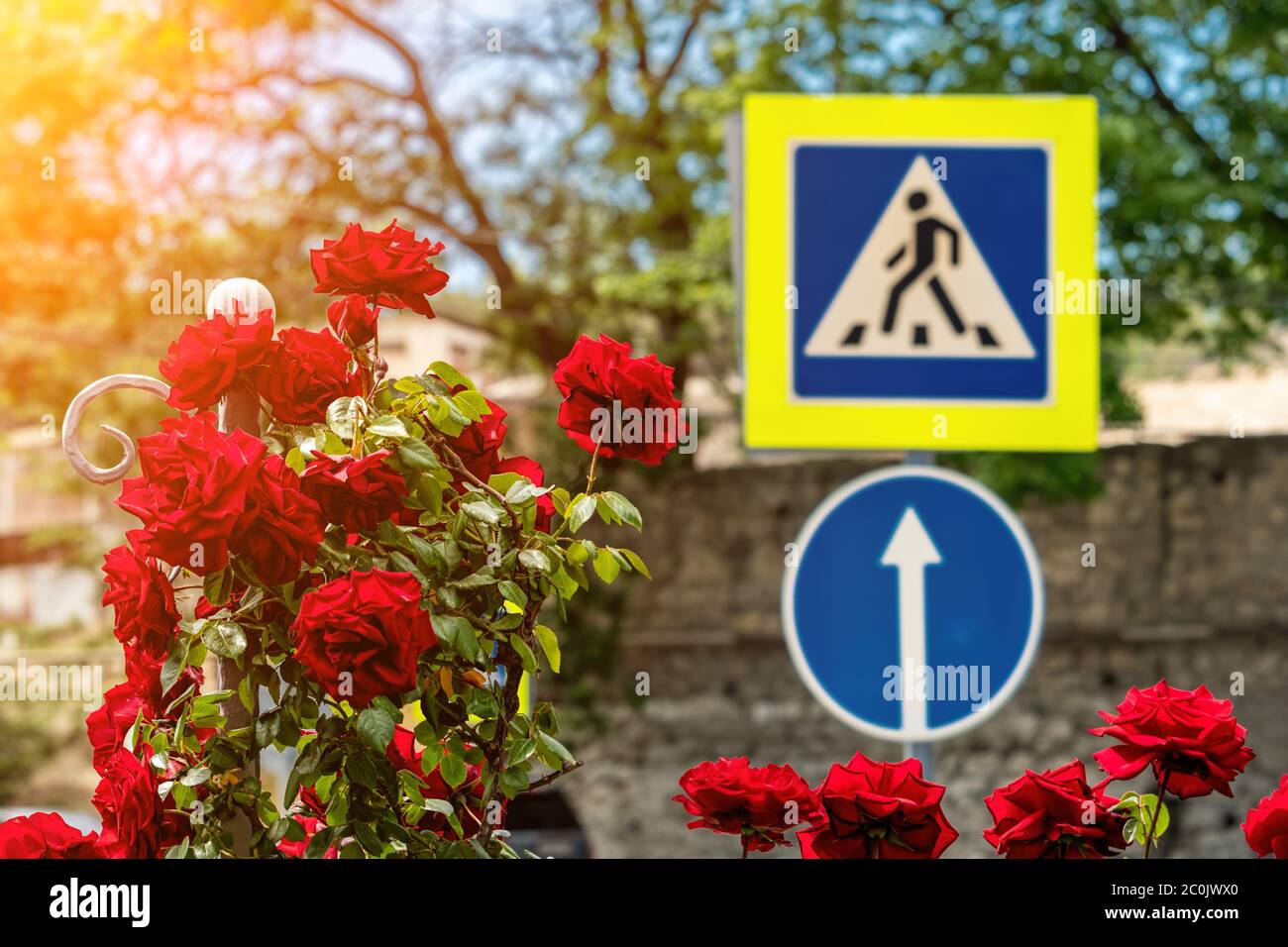 Red rose bush and road signs on the background Stock Photo - Alamy