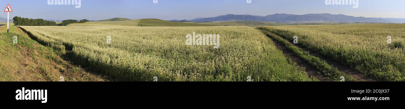 Beautiful panorama agricultural fields in August Stock Photo - Alamy