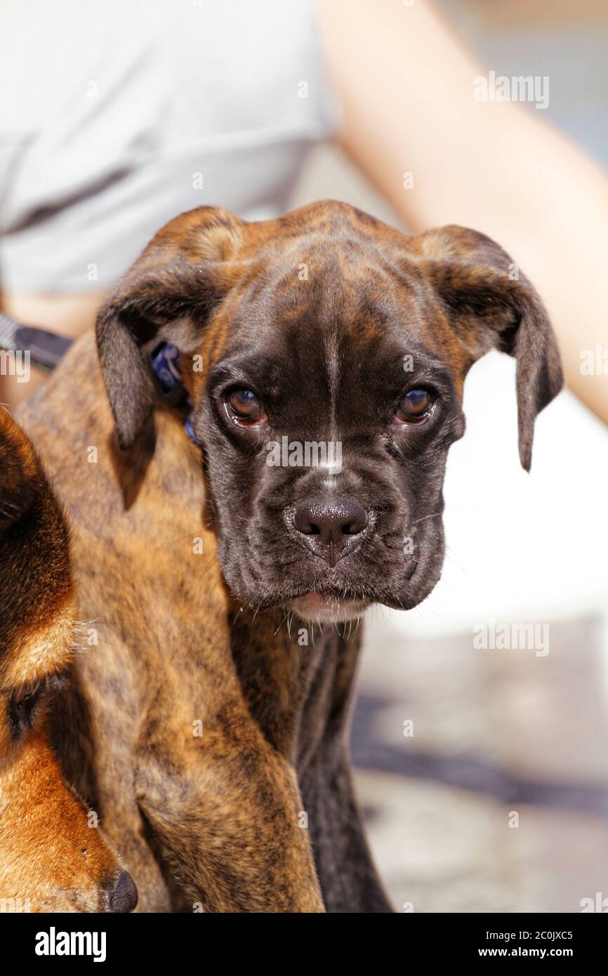 Photo of a cute brown boxer dog Stock Photo - Alamy