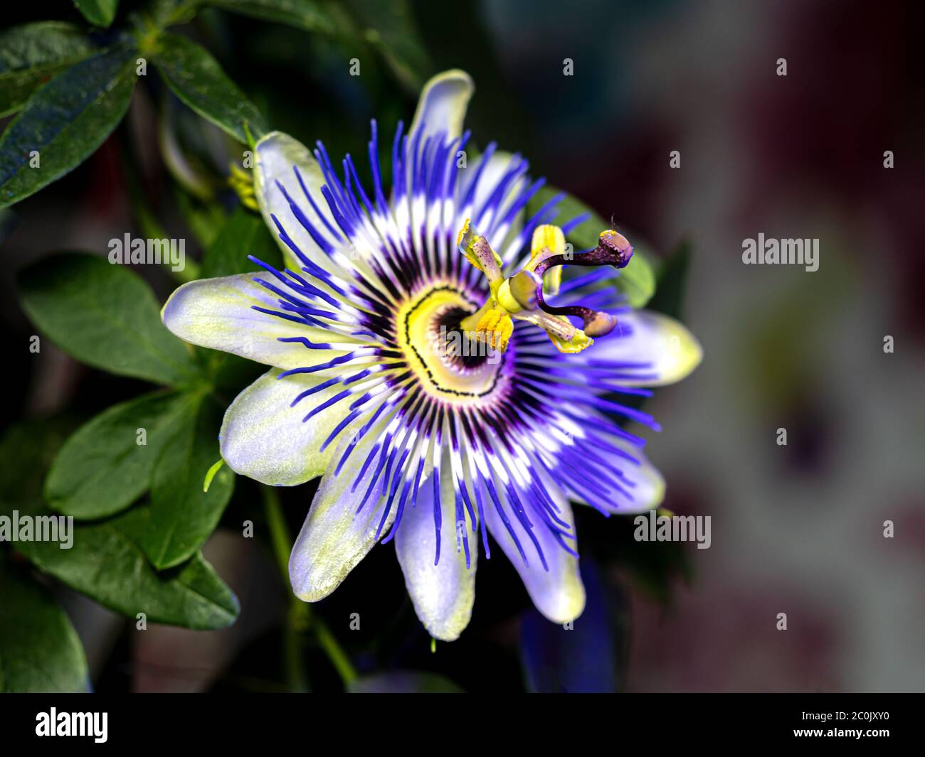 Blue passionflower - Passiflora caerulea Home is northern Argentina and ...