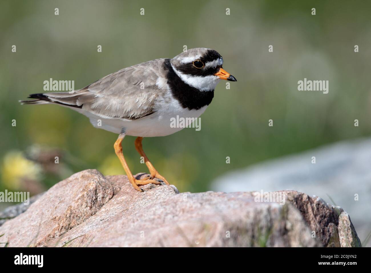 A Common Ringed Plover (Charadrius hiaticula) in its breeding grounds ...