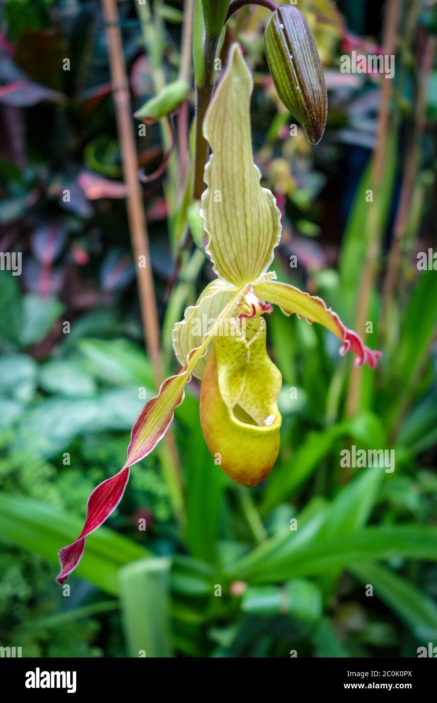 Phragmipedium grande orchid hi-res stock photography and images - Alamy
