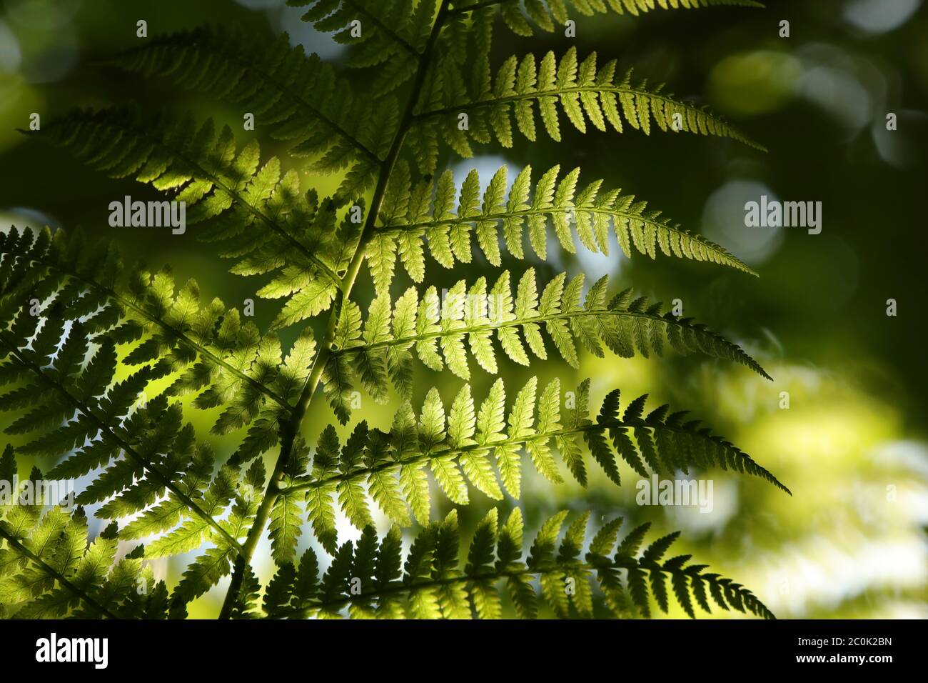 Fern branch in woods spring hi-res stock photography and images - Alamy