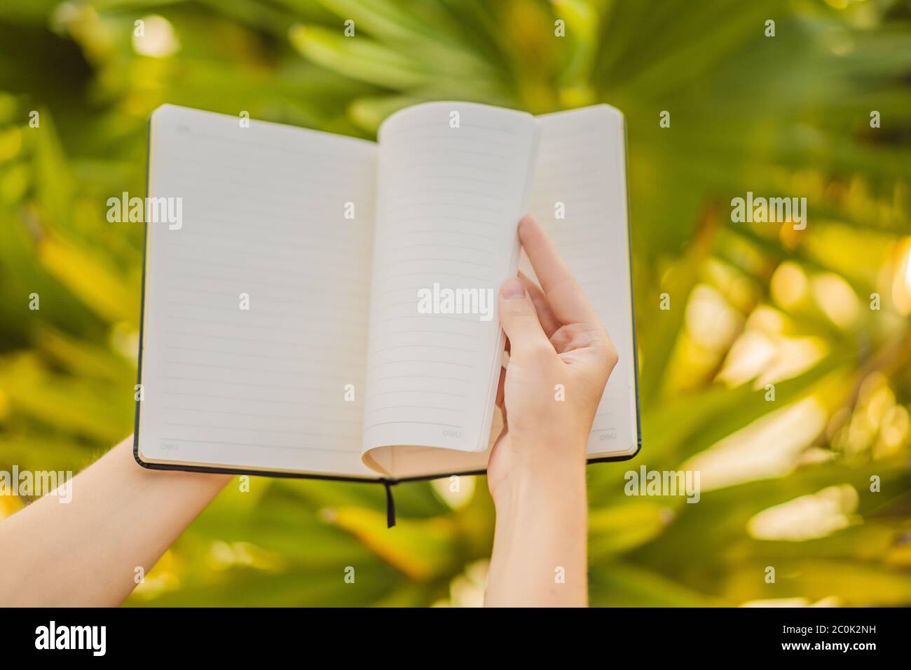 MOCKUP, SCENE CREATOR Women's hands in a tropical background holding a ...