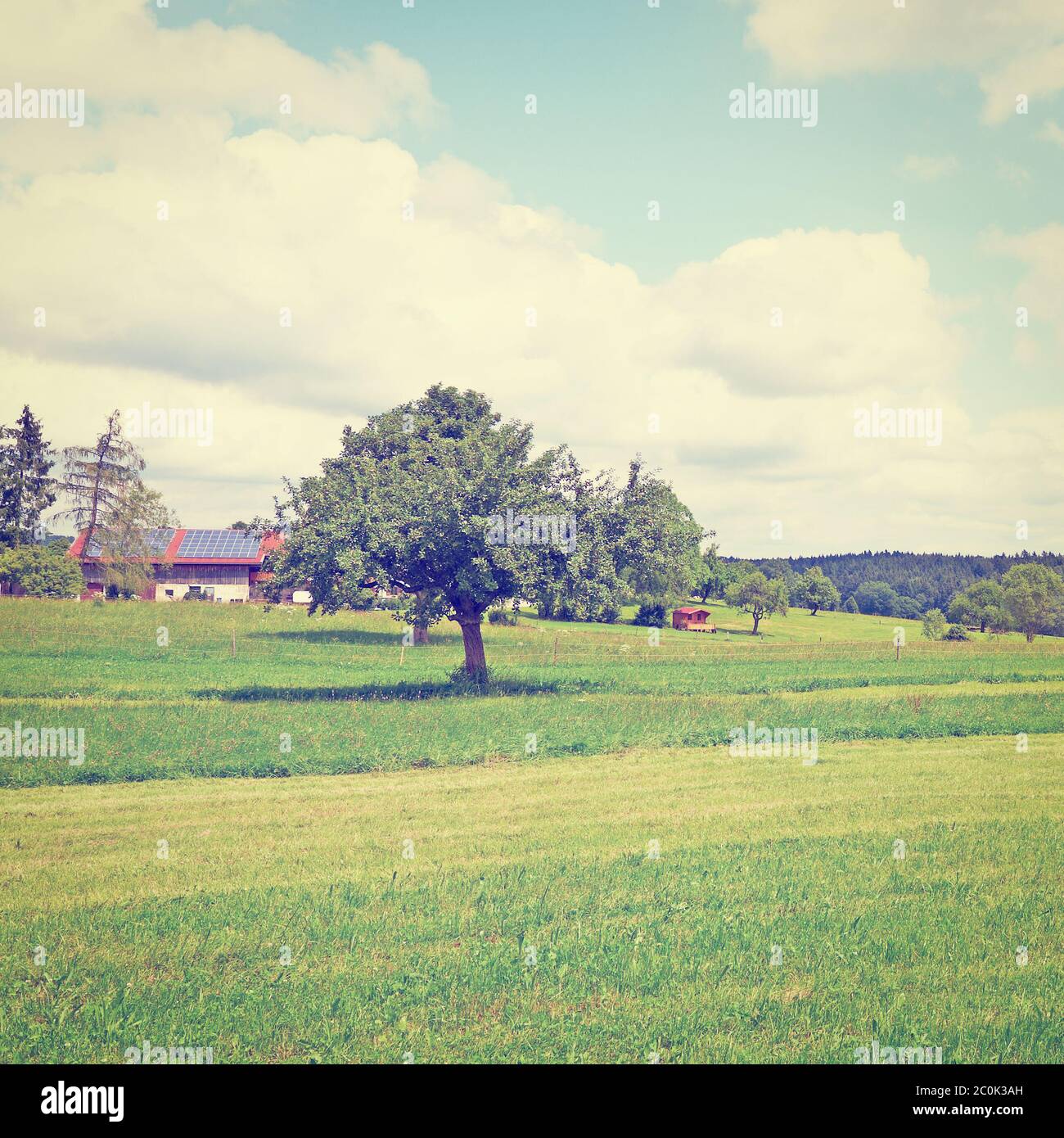 Home apple tree hi-res stock photography and images - Alamy