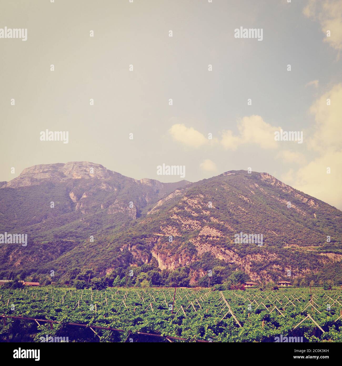 Alpine forest vine hi-res stock photography and images - Alamy