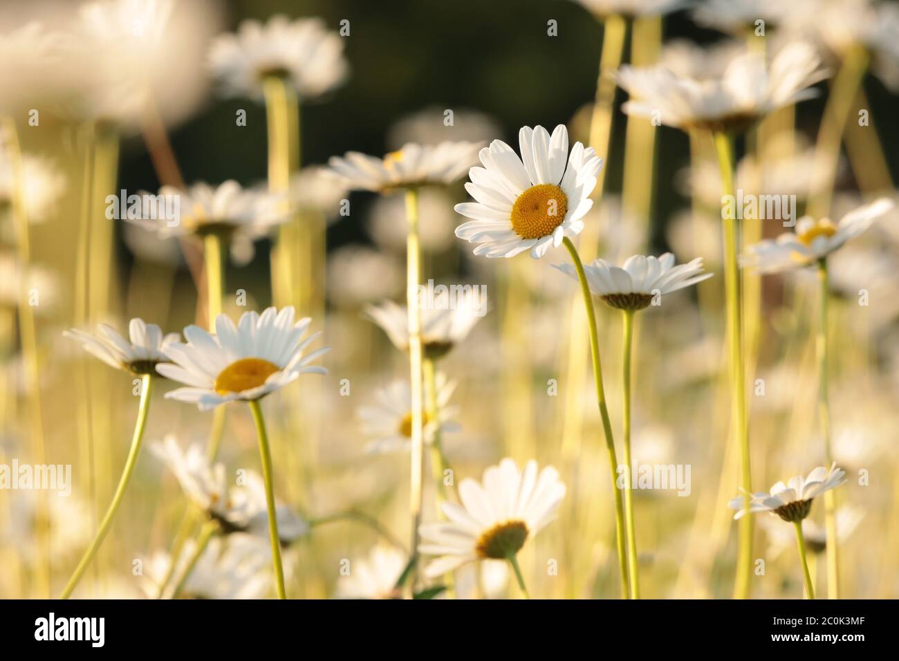 Daisy sunrise hi-res stock photography and images - Alamy