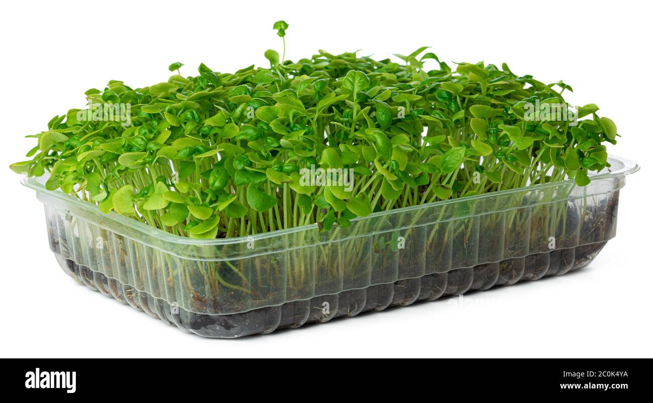 Micro green sprouts of sunflower isolated on white Stock Photo - Alamy