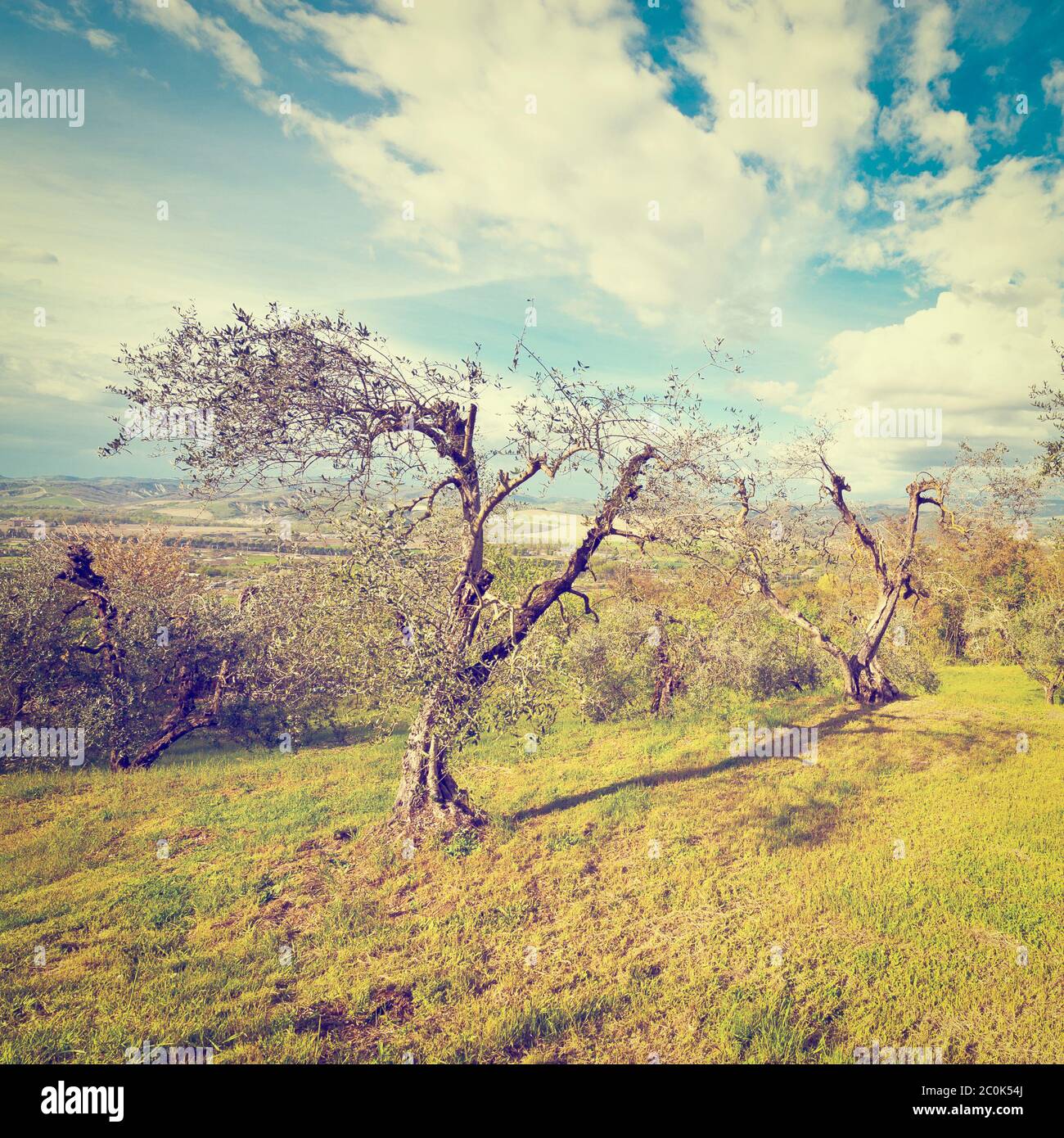 Barren fruit trees hi-res stock photography and images - Alamy