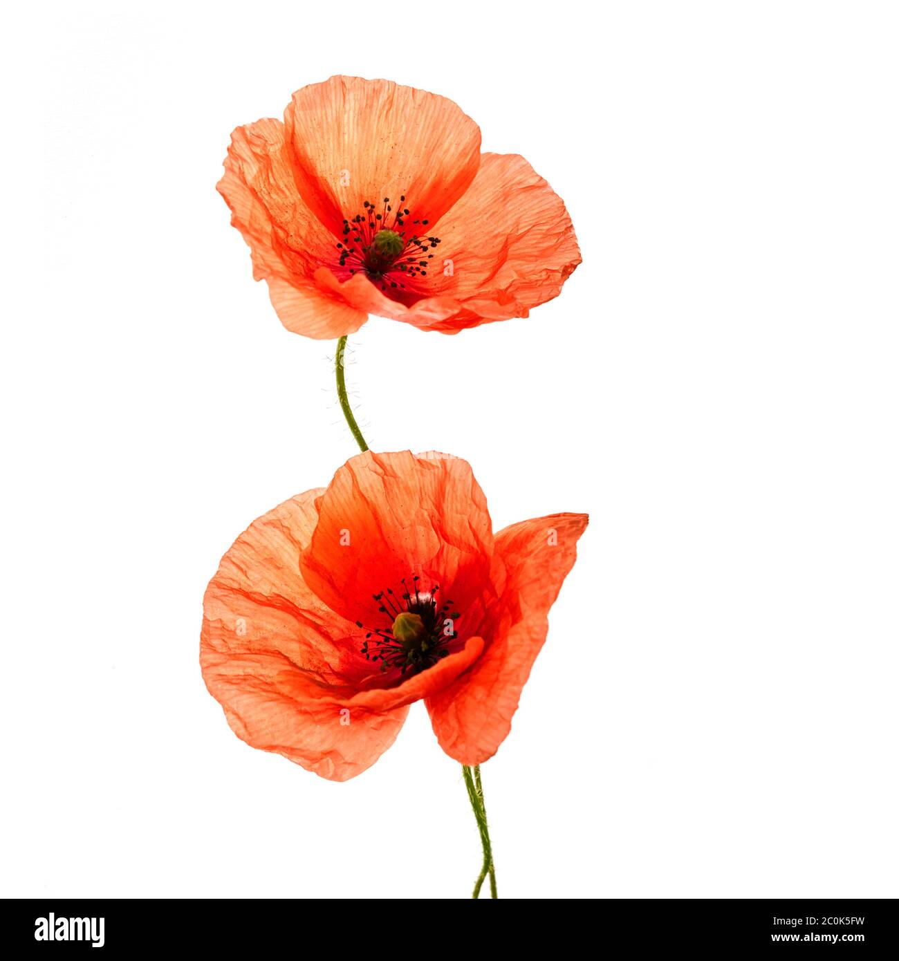 Red poppies isolated on white background. Wild spring wildflower ...
