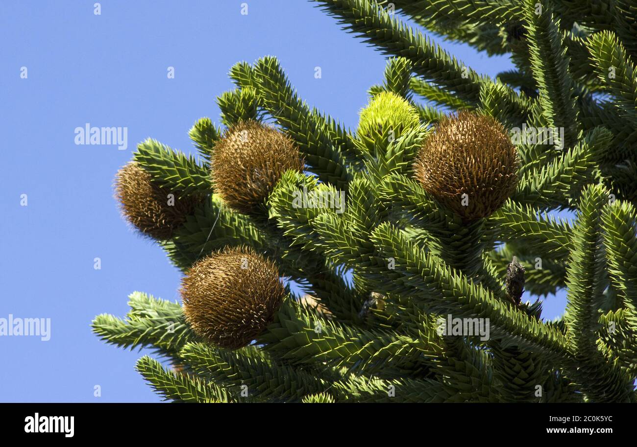 Chilean Pine Araucaria Araucana High Resolution Stock Photography and ...