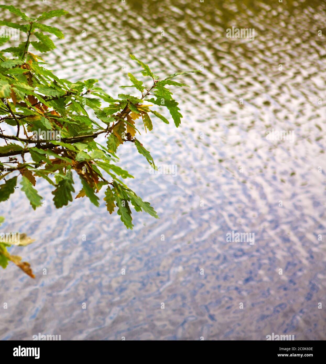 Hanging branches with leaves hi-res stock photography and images - Alamy