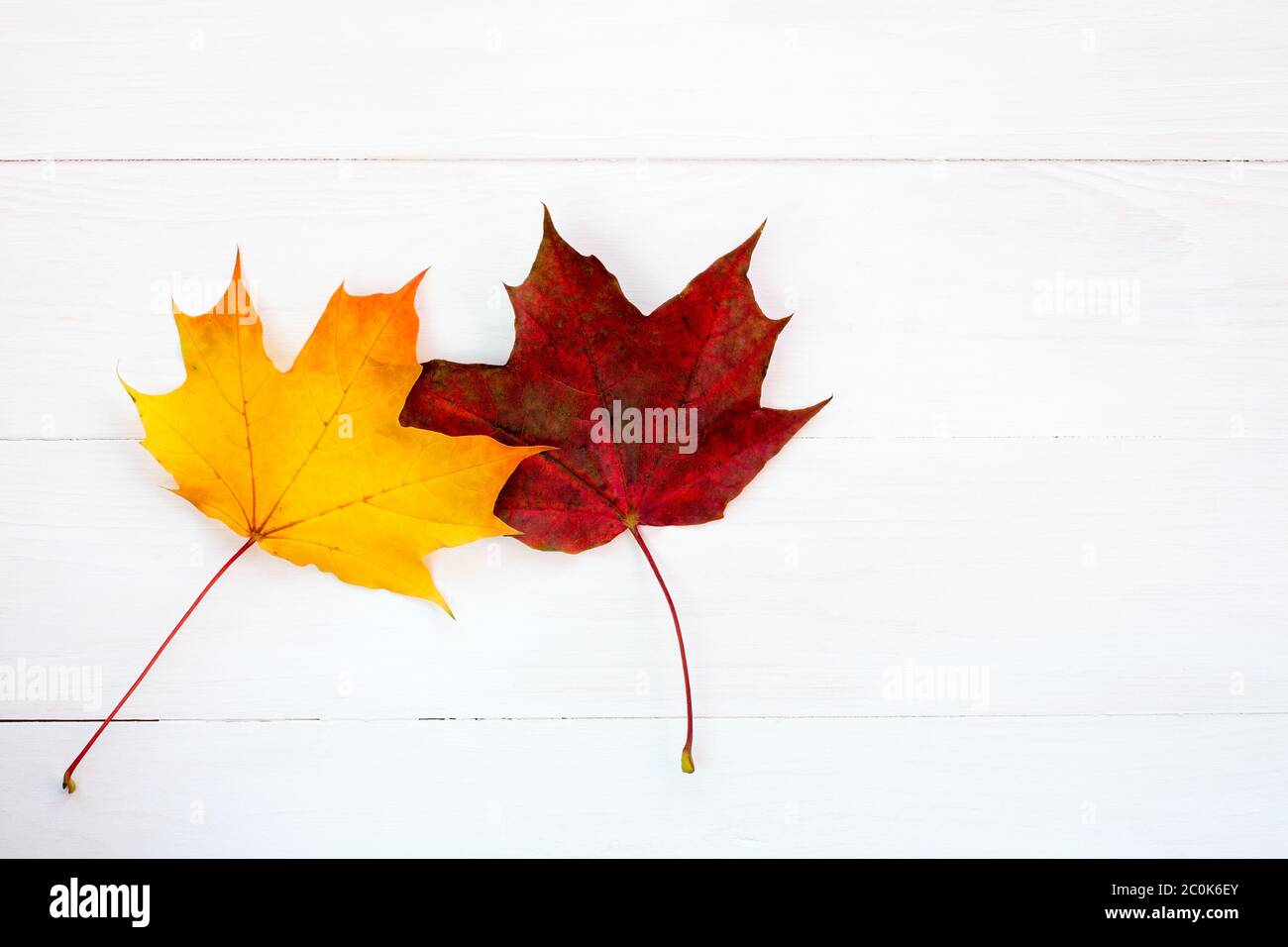 Two maple leaves hi-res stock photography and images - Alamy
