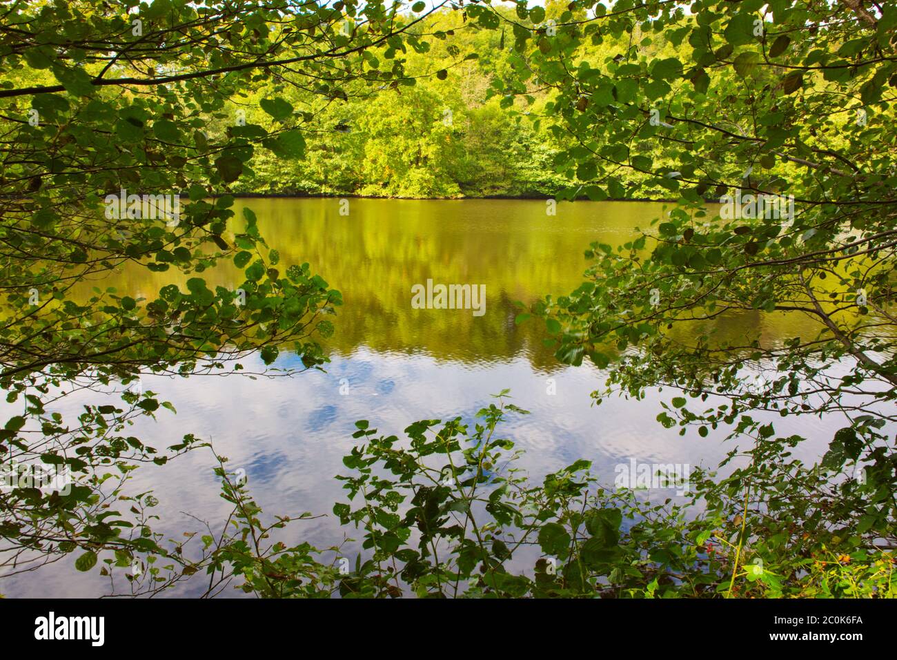 Tree branches hanging over water hi-res stock photography and images ...
