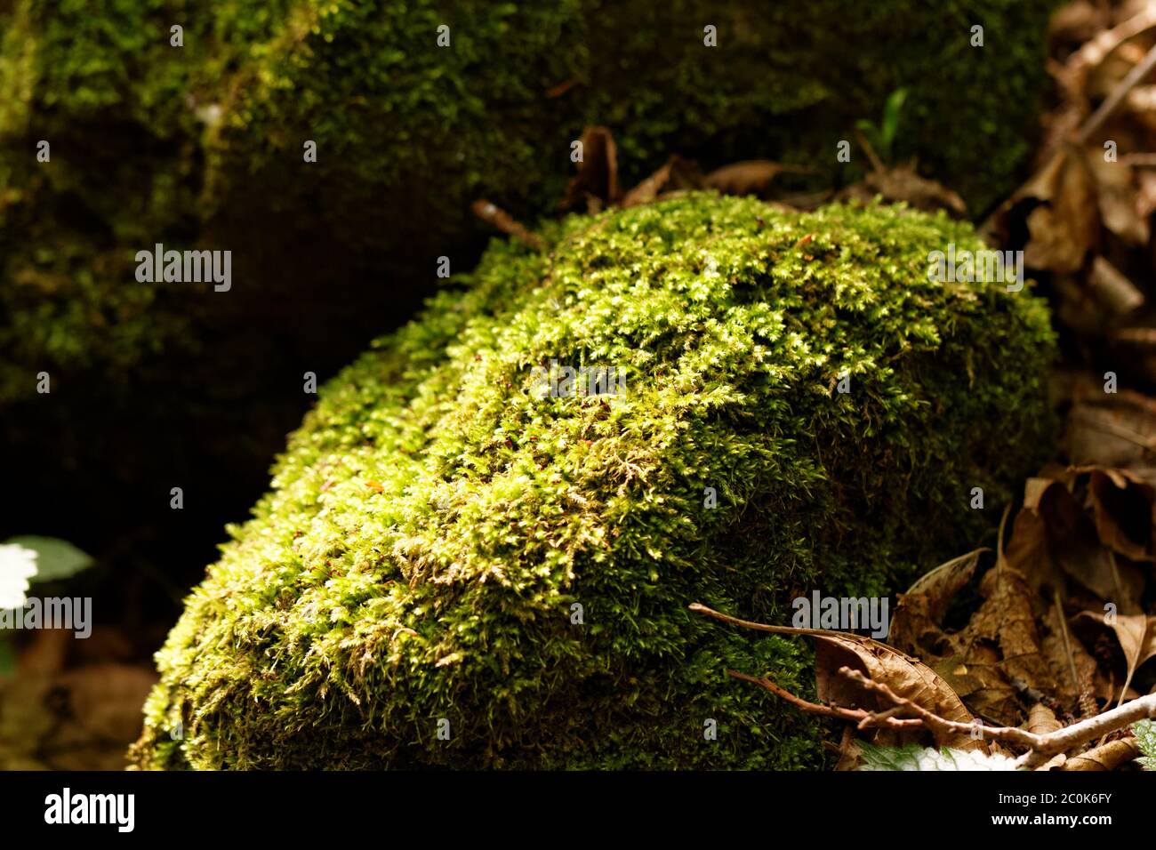 Photo of green moss in the forest Stock Photo - Alamy