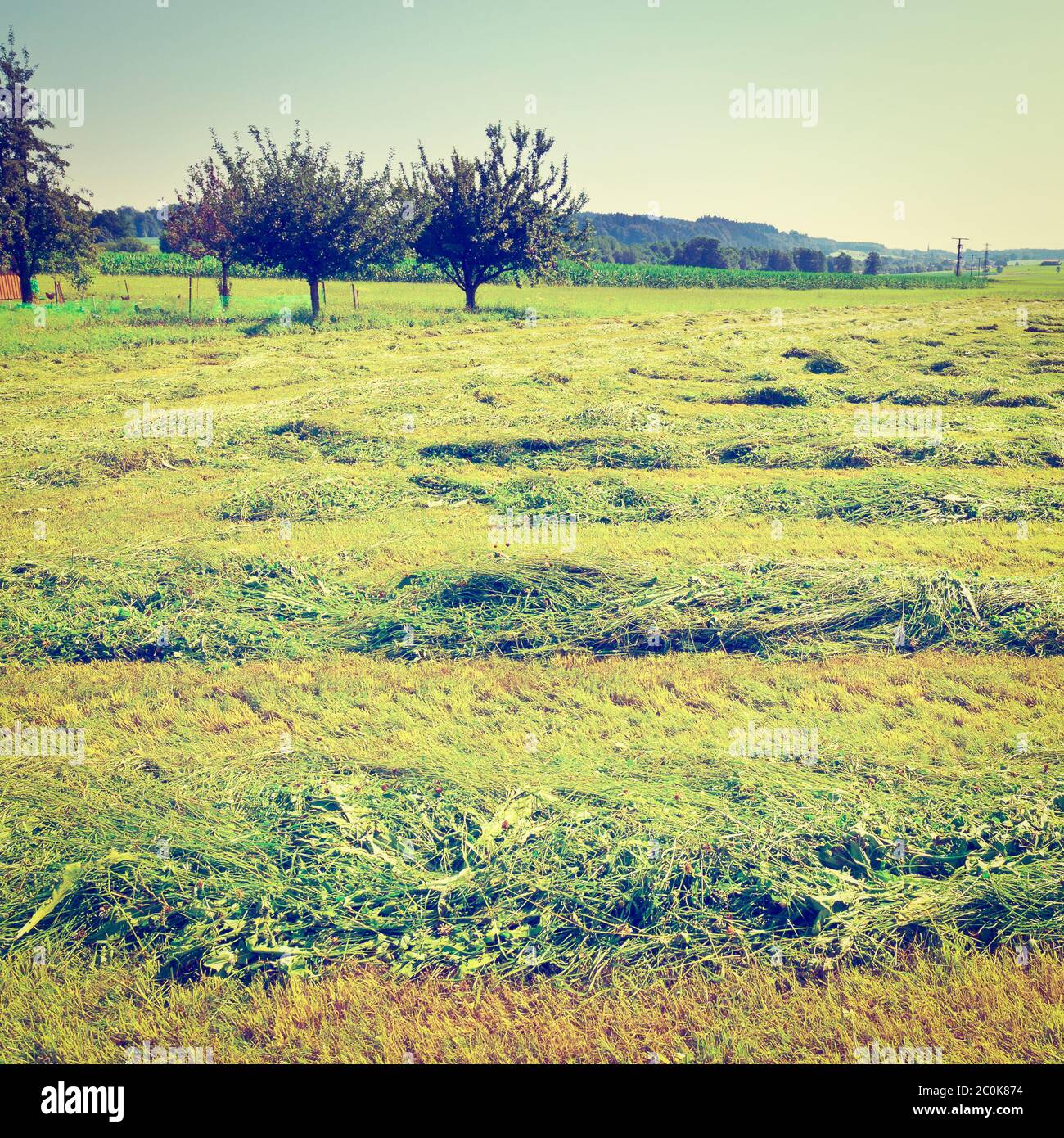Fresh mown hay hi-res stock photography and images - Alamy