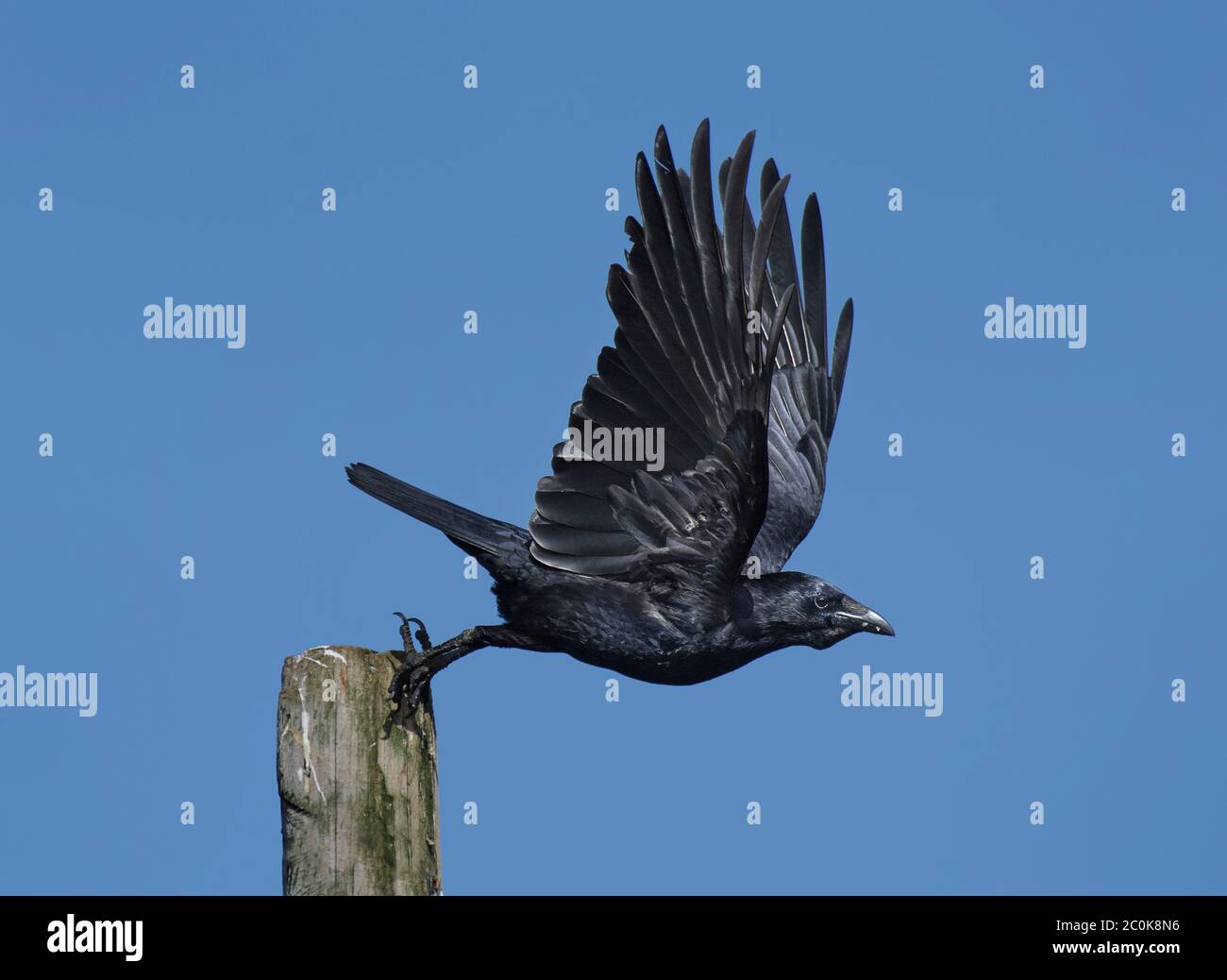 Crow taking off hi-res stock photography and images - Alamy
