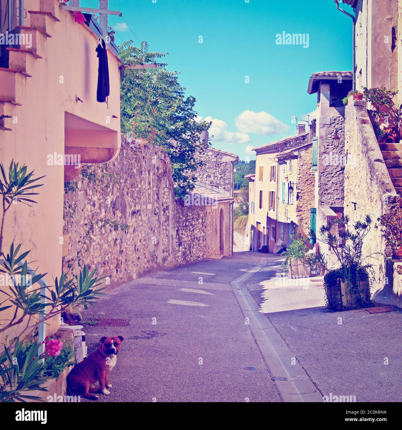 Shutter dog hi-res stock photography and images - Alamy