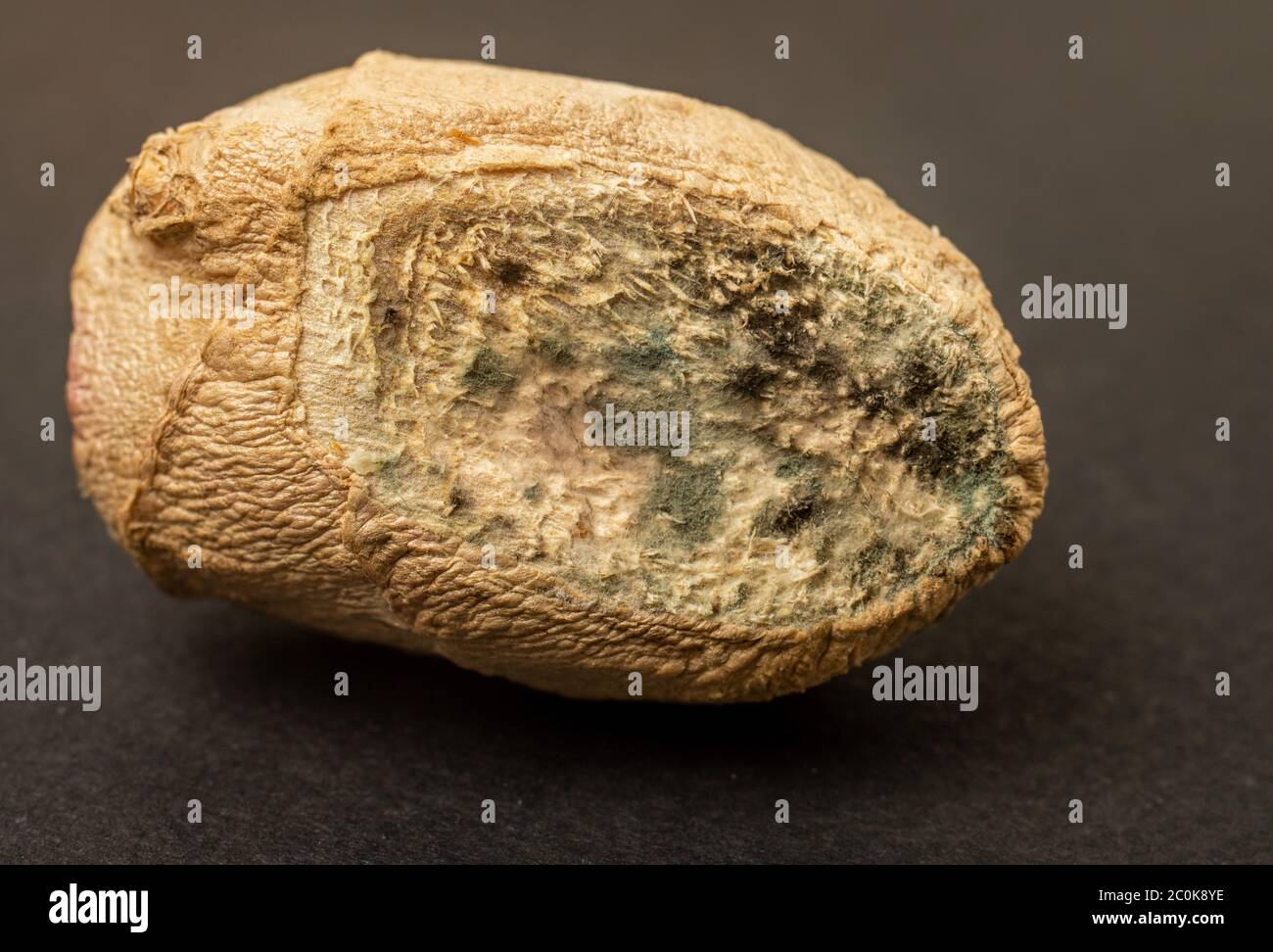 Brown root rot fungus hi-res stock photography and images - Alamy