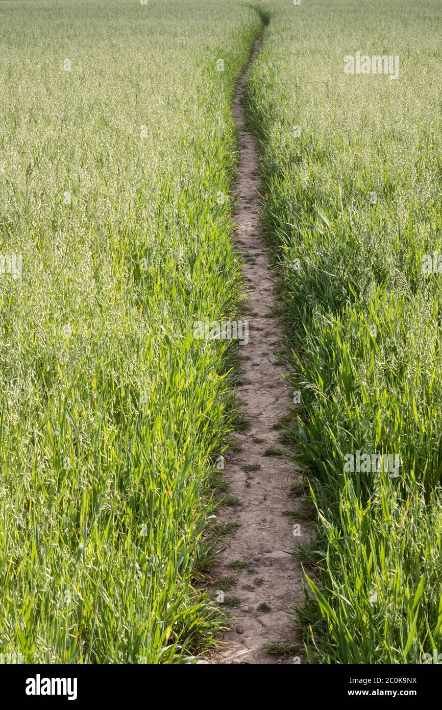 Path through wheat field hi-res stock photography and images - Alamy