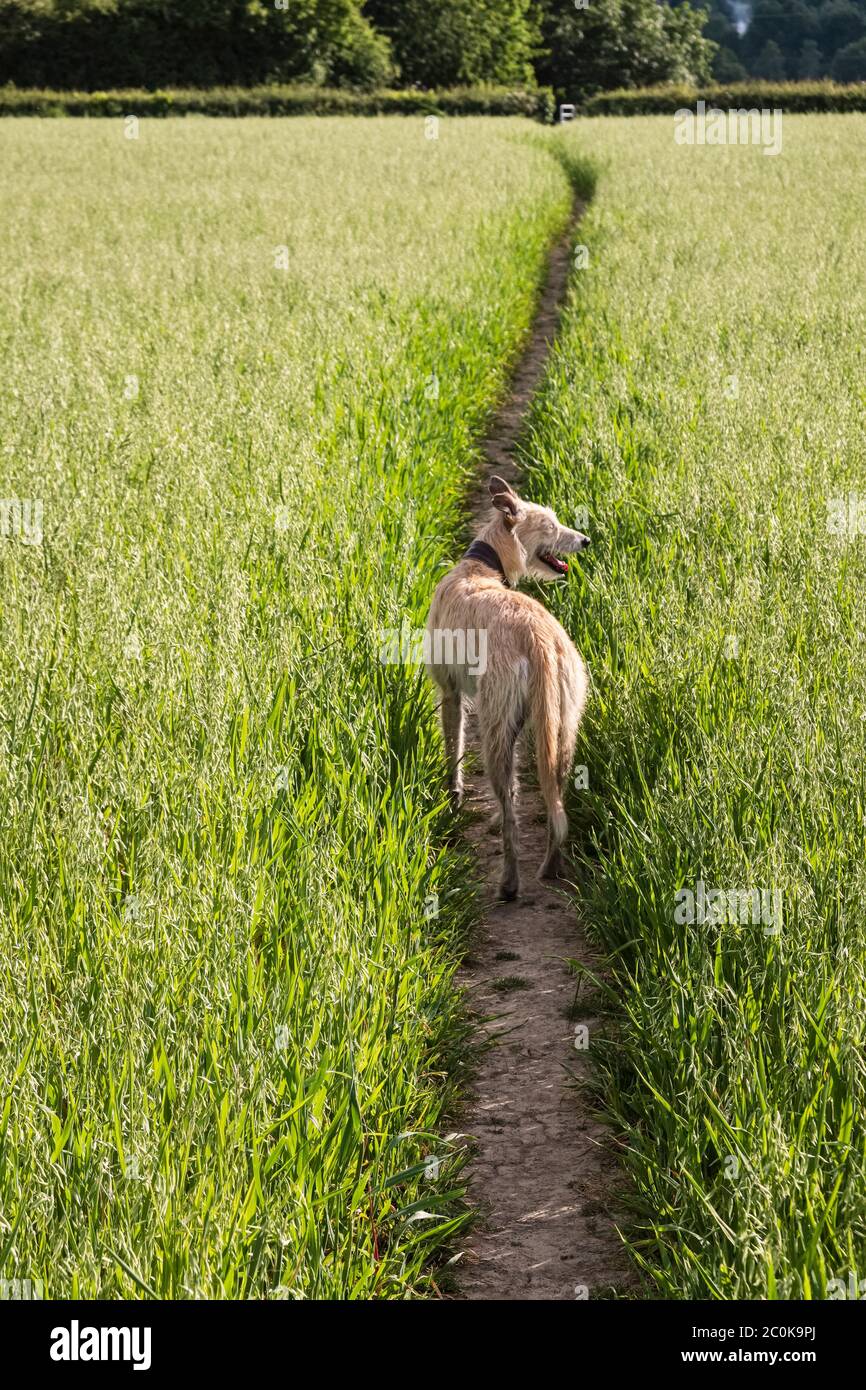Path Through Wheatfield High Resolution Stock Photography and Images ...