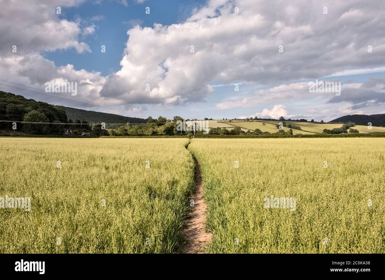 Path through wheat field hi-res stock photography and images - Alamy