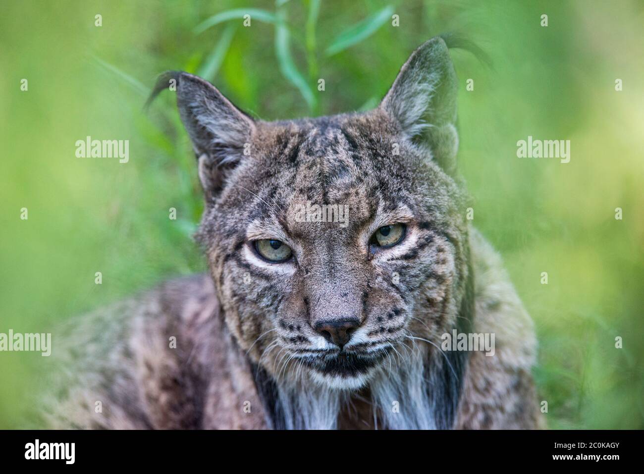 Iberian lynx portugal hi-res stock photography and images - Alamy