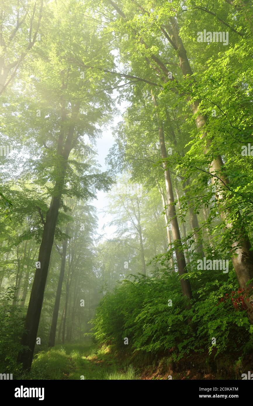 Path through an enchanted forest on a spring morning Stock Photo - Alamy
