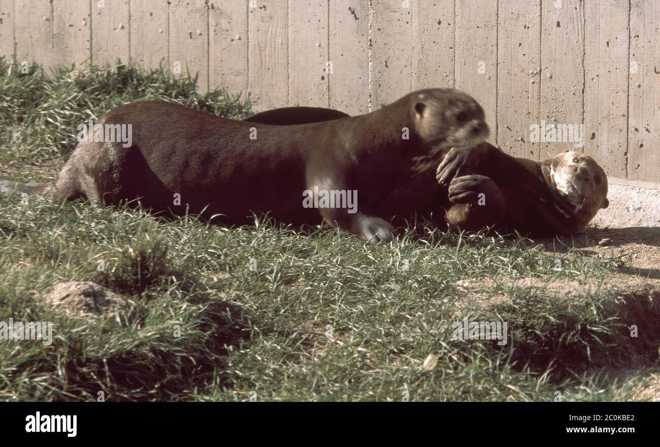 NUTRIA. Location: ZOO-PARQUE ZOOLOGICO. MADRID. SPAIN Stock Photo - Alamy